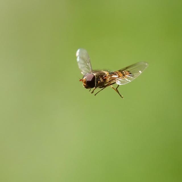 Les 5 grandes causes de la disparition des insectes sont désormais ...