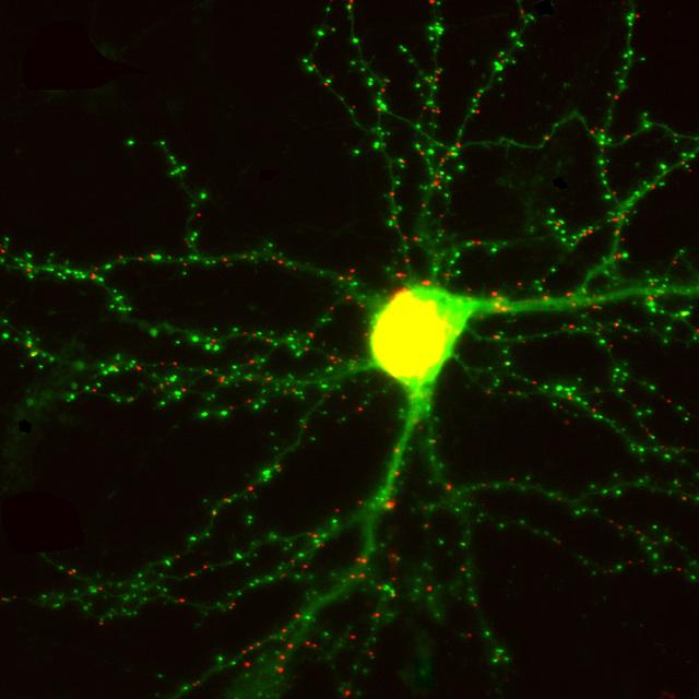 Votre cerveau en 15 chiffres clés