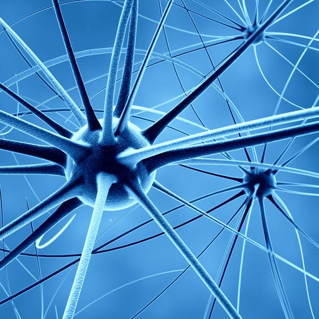 Pourquoi y a-t-il différents types de neurones