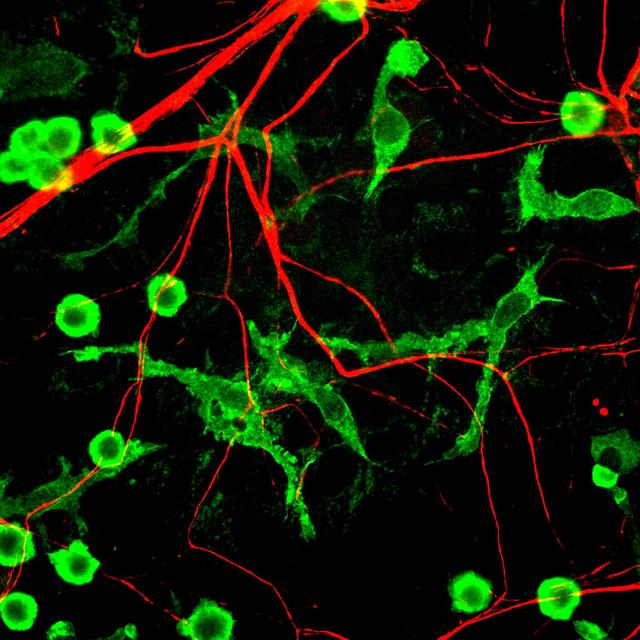 Votre cerveau en 15 chiffres clés