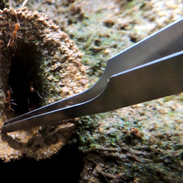 Les fourmis ont perdu leurs ailes pour gagner du muscle
