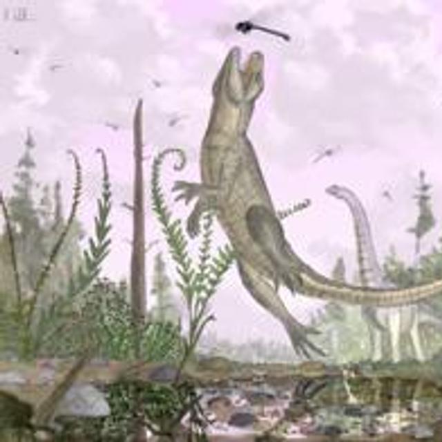 Définition | Crocodile marin : qu'est-ce que c'est ? | Futura planète