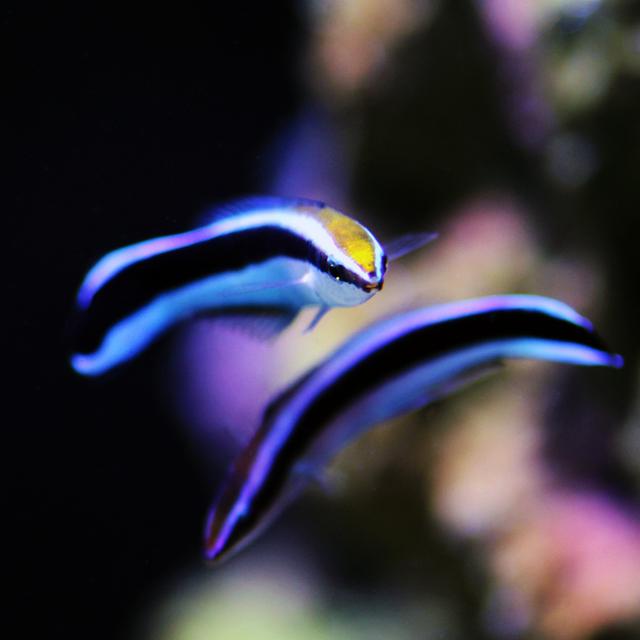 Biche, cerf, chevreuil, chevrette, daim : quelles différences