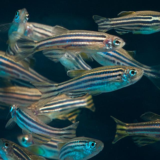 Définition | Barbillon : qu'est-ce que c'est ? | Futura planète