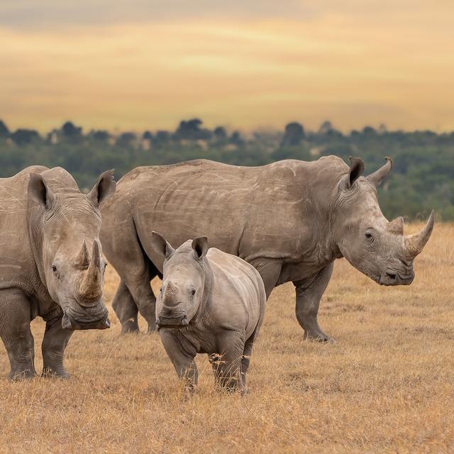 Définition | Rhinocéros : qu'est-ce que c'est ? | Futura planète