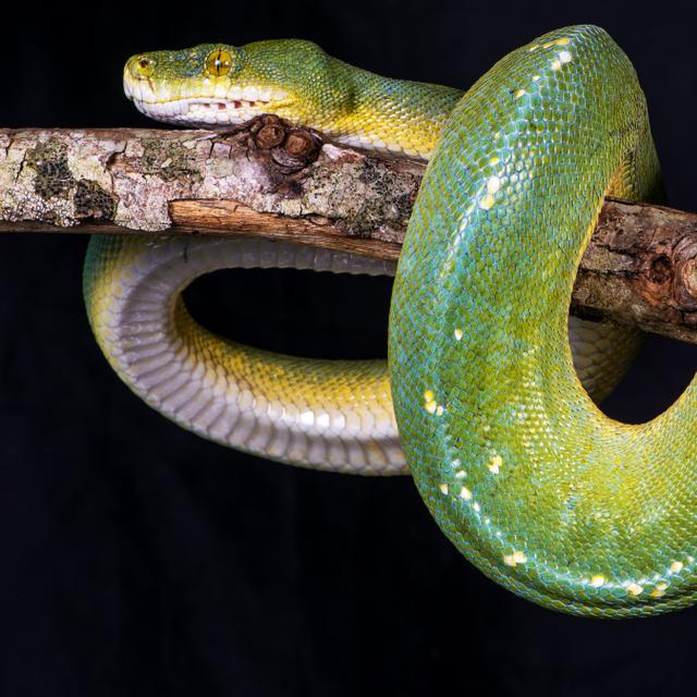 Ce robot serpent se déplace comme une plante grimpante