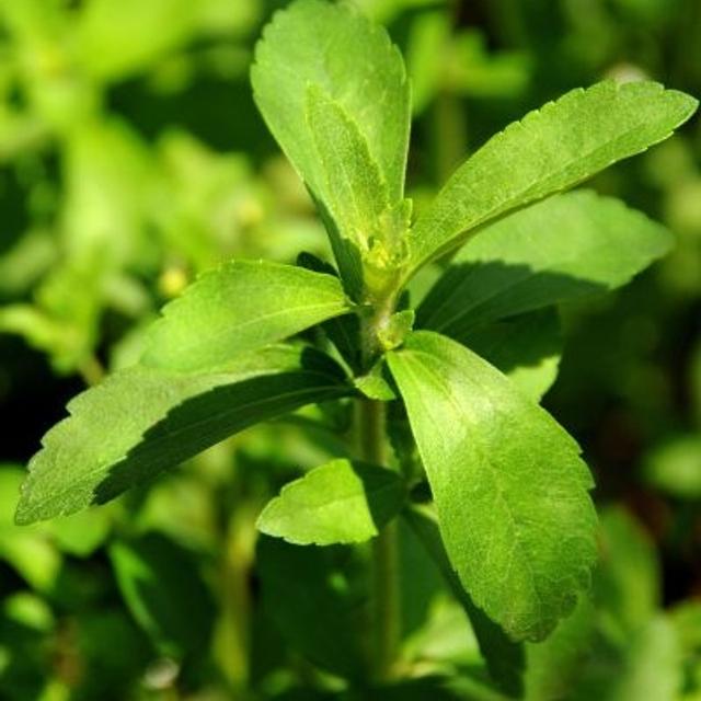 Attention, cet édulcorant présent partout est suspecté d'être génotoxique