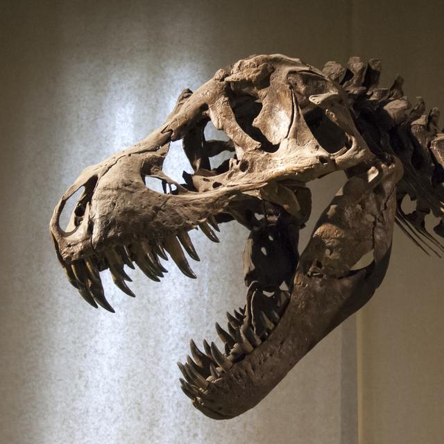 Loin d'être inutiles, les petits bras du T. rex auraient eu une ...
