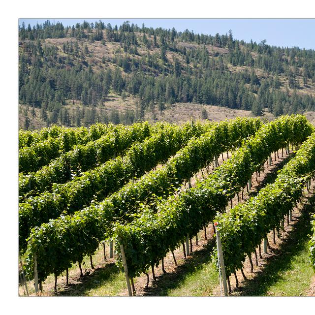 La vigne et le vin en France aux XVIIe et XVIIIe siècles