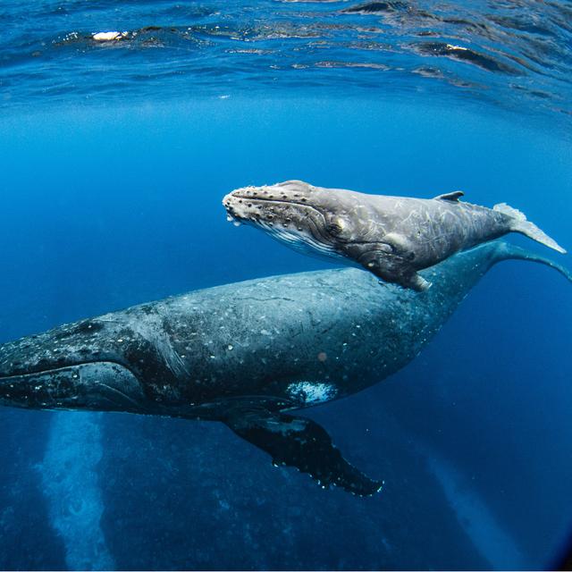 On vient de découvrir ce qui unit vraiment baleines et dauphins