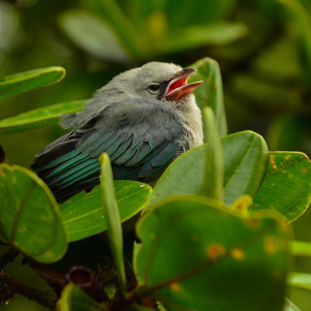 Costa Rica : les animaux les plus incroyables à voir absolument dans la ...