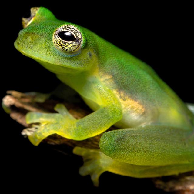 Quelle différence entre amphibien et batracien