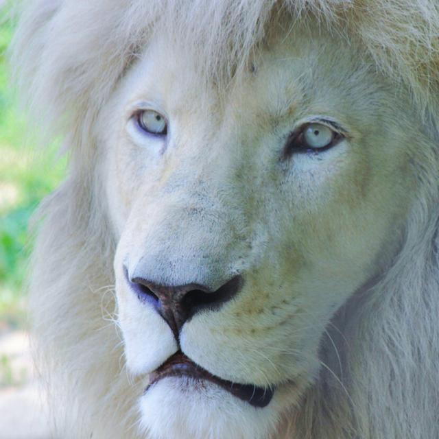 Pourquoi certains animaux sont-ils albinos ? La réponse scientifique