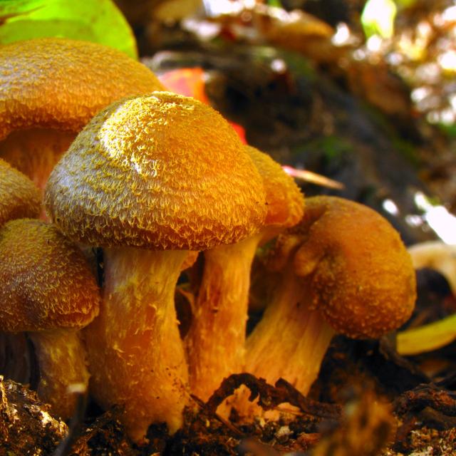 Définition | Champignon : qu'est-ce que c'est ? | Futura planète