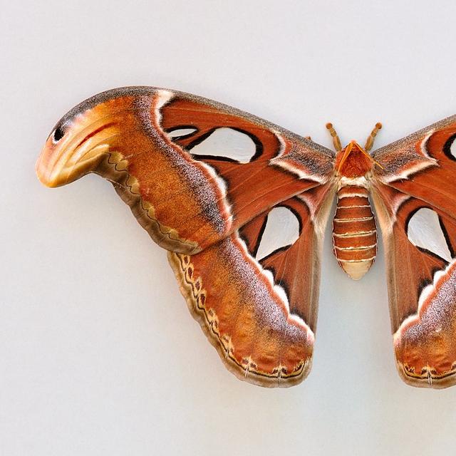 Définition | Position du papillon : qu'est-ce que c'est ? | Futura santé