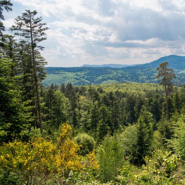 Il a révélé la forêt là où personne ne regardait : pourquoi Francis ...