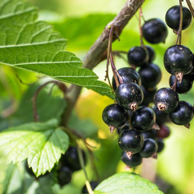 Vos arbres fruitiers fleurissent en février ? C'est une très mauvaise ...