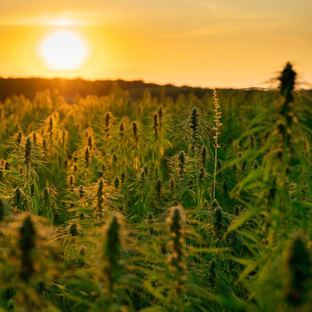 Les feuilles de cannabis contiennent une substance surprenante et très ...