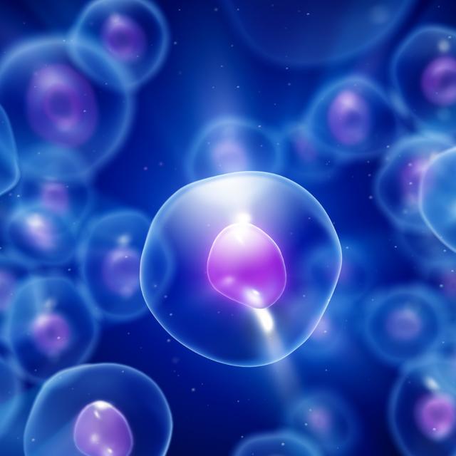 Les cellules souches cultivées dans l’espace présentent un avantage ...