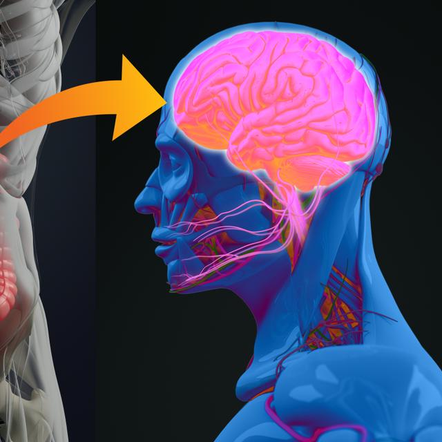 Définition | Circonvolution : qu'est-ce que c'est ? | Futura santé