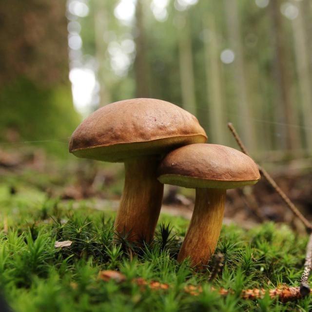 Pieds-de-mouton, comment reconnaître ces champignons et les ramasser