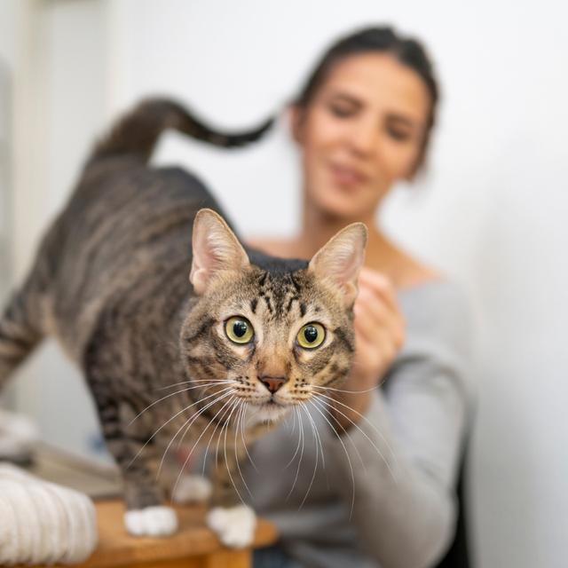Pourquoi votre chat devient soudainement incontrôlable le soir venu