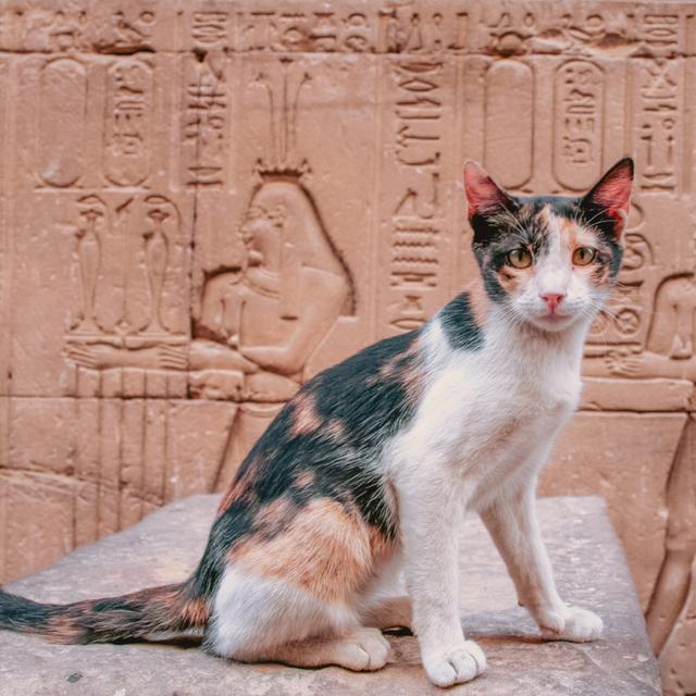 Pourquoi le chat était-il vénéré dans l'Égypte antique