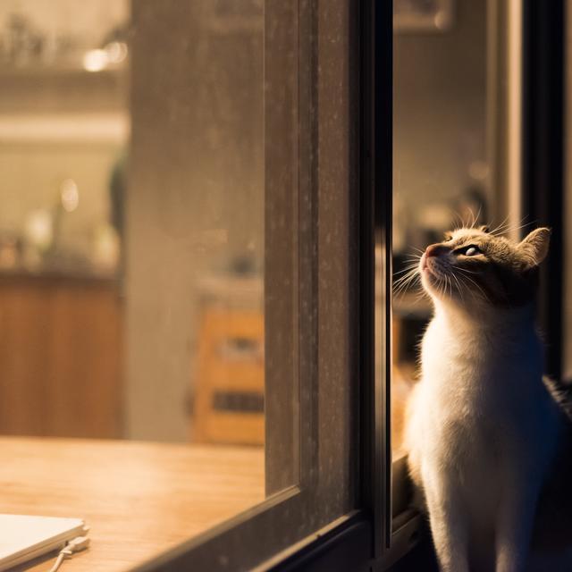 Pourquoi votre chat choisit-il toujours la même personne dans la maison