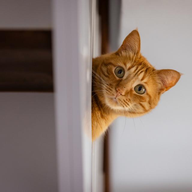 Combien de temps un chat peut-il vraiment rester seul