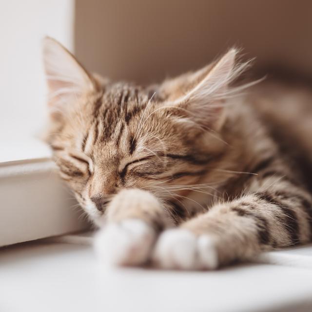 Pourquoi les chats "pétrissent-ils" avec leurs pattes ? La vraie ...