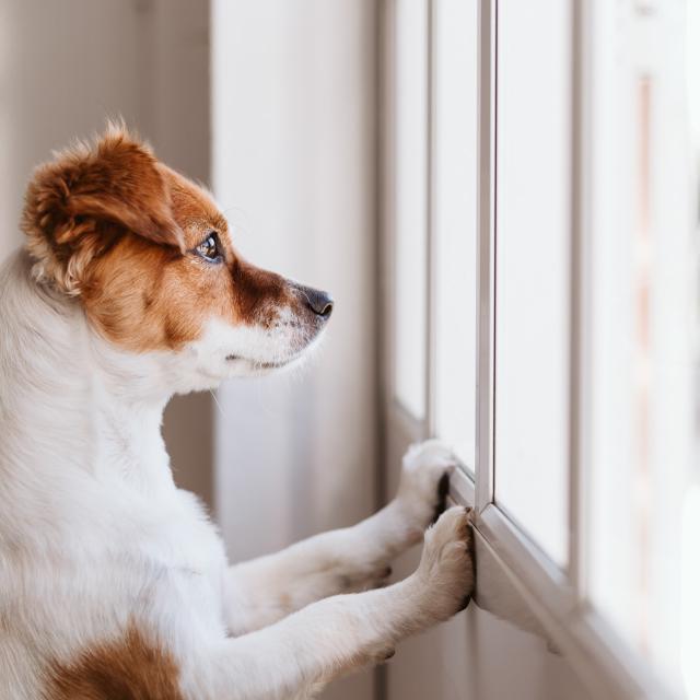 Pourquoi votre chien n’aime pas certaines personnes ? La science révèle ...