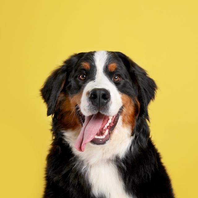 Révélation sur le chien : il partageait déjà la vie des humains il y a ...