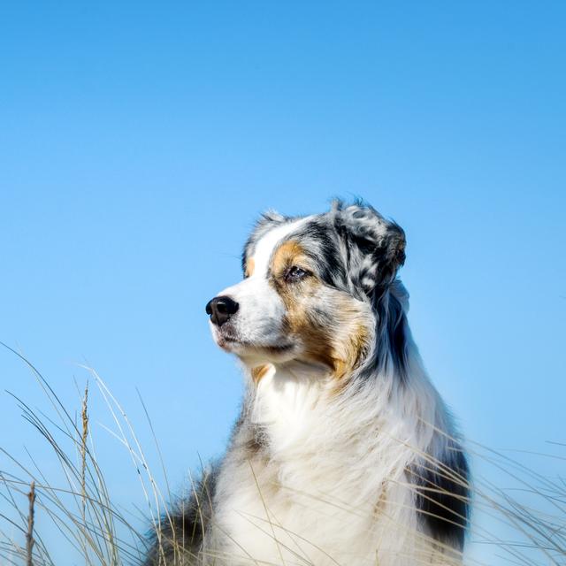 Sommes-nous plus proches des chats ou des chiens génétiquement ? Voici ...