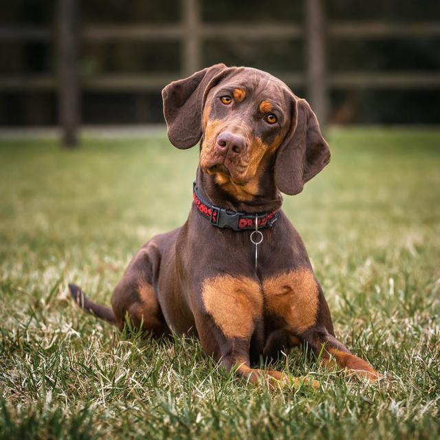 Une étude scientifique bouscule les idées reçues sur la race de chien ...