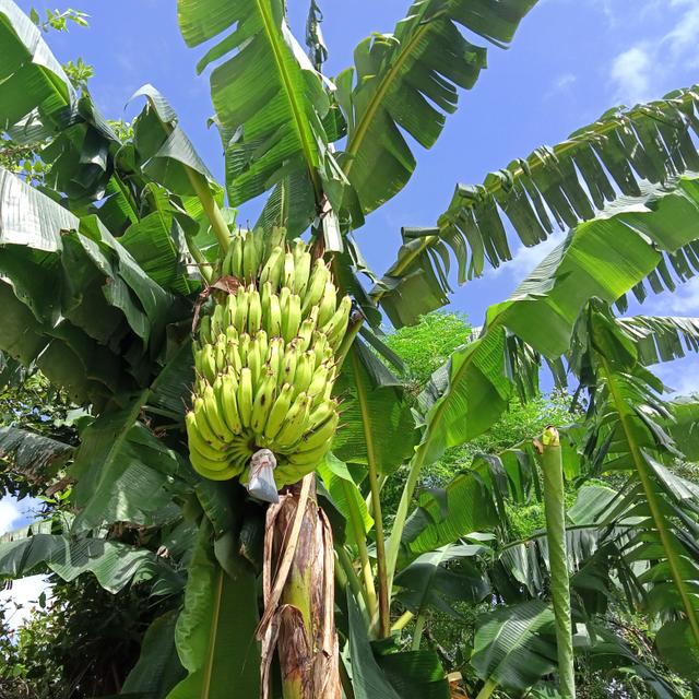 Chlordécone : quelles sont ses utilisations et risques pour la santé