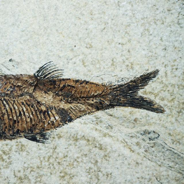 Définition | Datation relative : qu'est-ce que c'est ? | Futura planète