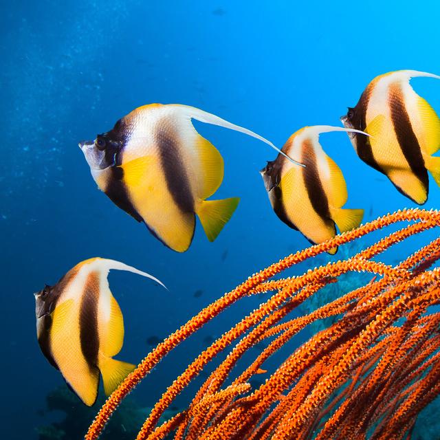 Définition | Corail : qu'est-ce que c'est ? | Futura planète