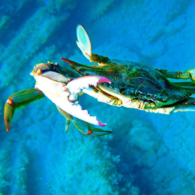 La Lune en rapprochement avec Elnath et la nébuleuse du Crabe