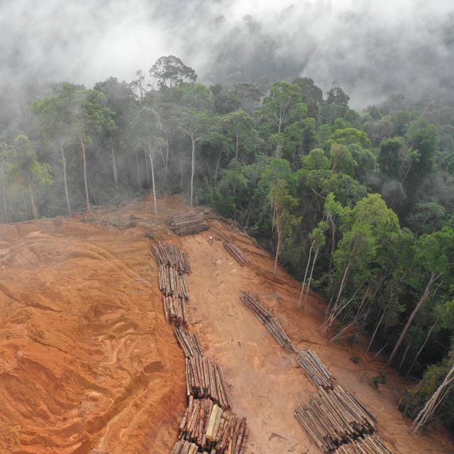 Des chiffres effrayants derrière la dégradation rapide des forêts ...