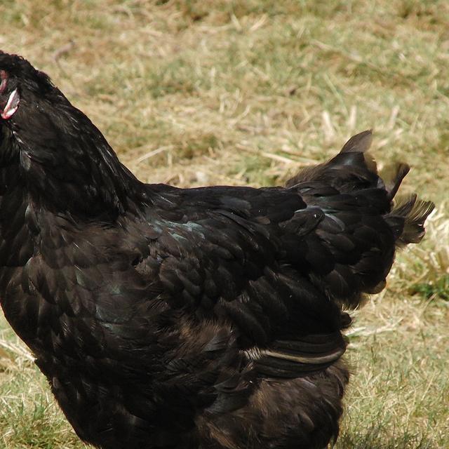 Top 20 des races de poules les plus remarquables