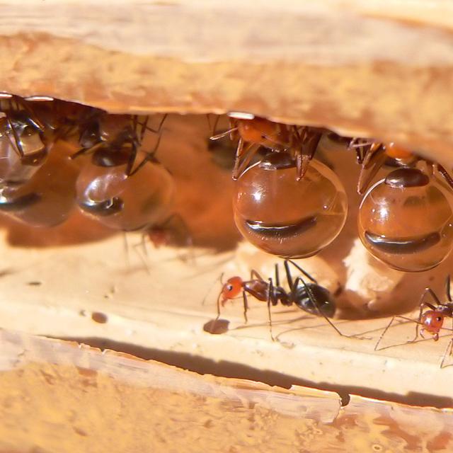 Le monde fascinant des fourmis