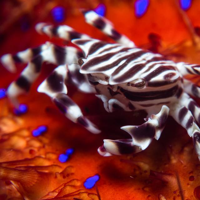 Définition | Corail : qu'est-ce que c'est ? | Futura planète