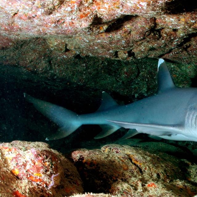 Requinmania : plongez dans le monde fascinant des requins