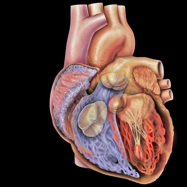 En images : tout savoir sur le cœur