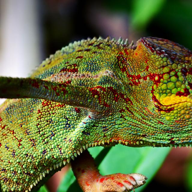 Définition | Position de l’amazone : qu'est-ce que c'est ? | Futura santé