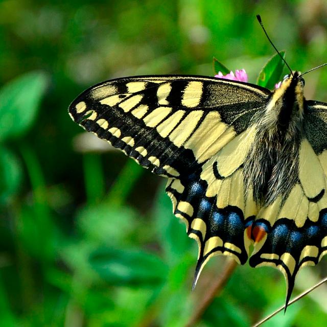 Définition | Position du papillon : qu'est-ce que c'est ? | Futura santé