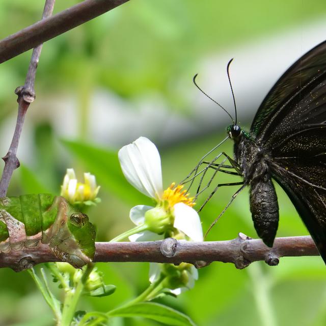 Métamorphose : de la chenille au papillon