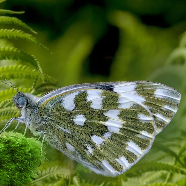 Métamorphose : de la chenille au papillon