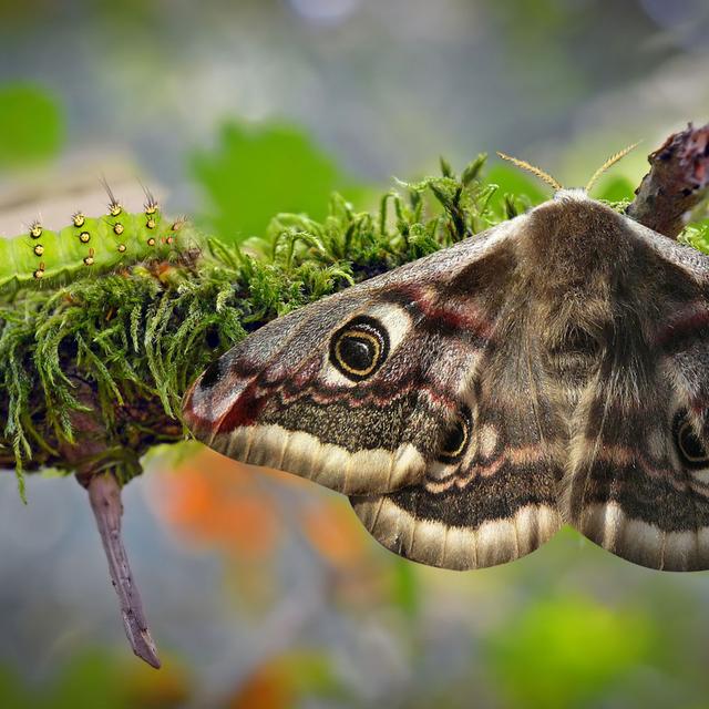 Métamorphose : de la chenille au papillon
