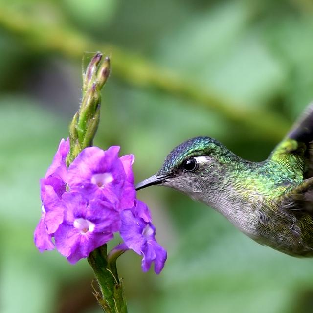 Le colibri, l'oiseau de tous les records